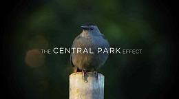 Review of Bird-watching Documentary ‘The Central Park Effect’